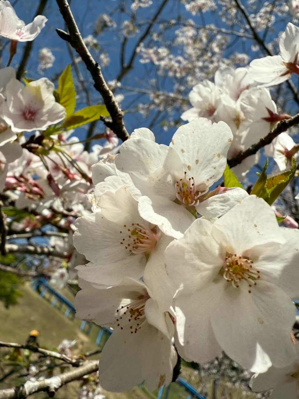 4月7日(月)芋の苗植え＆清水台公園 - 一般社団法人 STEP UP | CoCoRo グループ