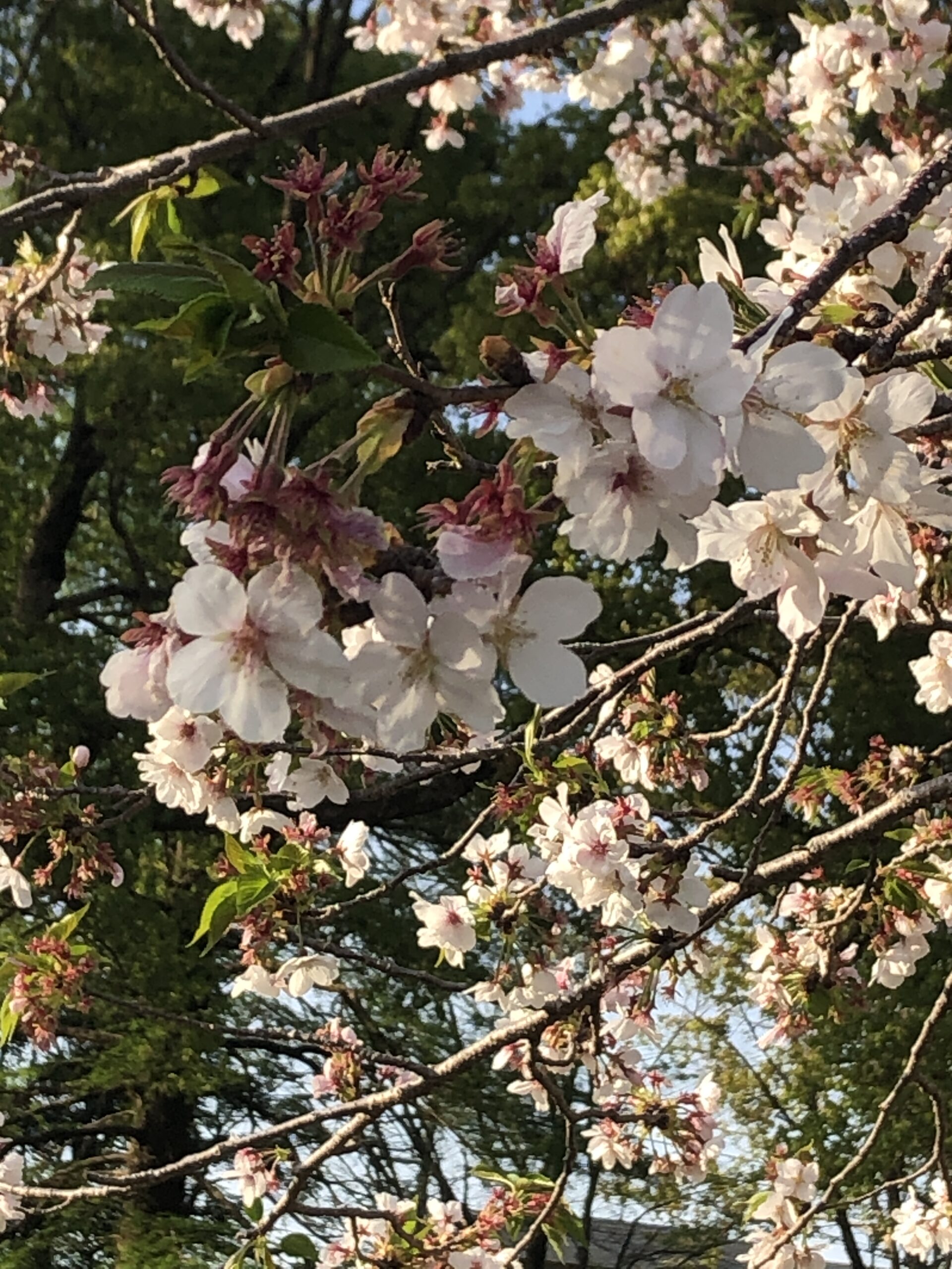 避難訓練と🌸お花見 - 一般社団法人 STEP UP | CoCoRo グループ